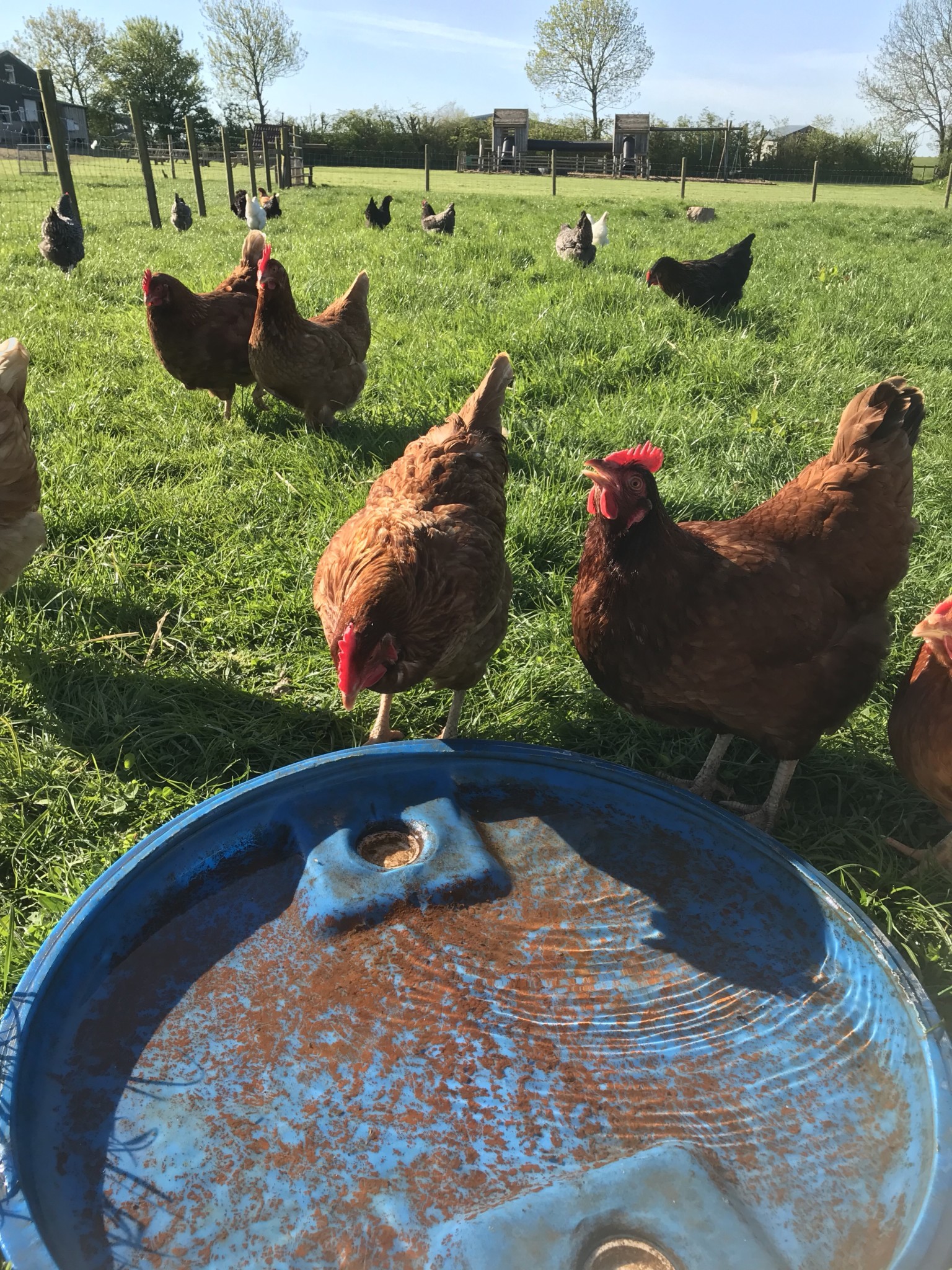 Thirsty work being a chicken. – Warren Farm