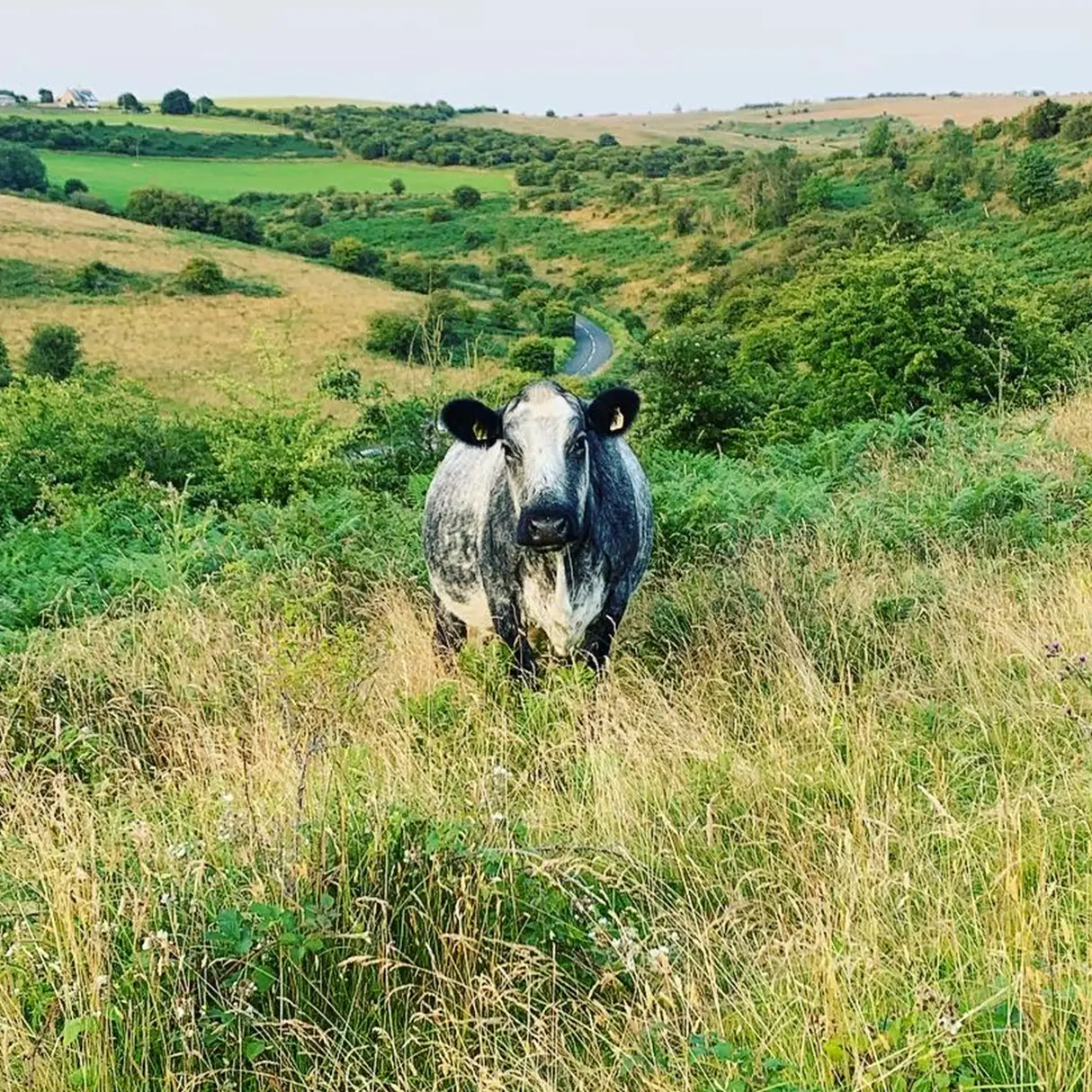 About the Farm – Country Life at Warren Farm Somerset